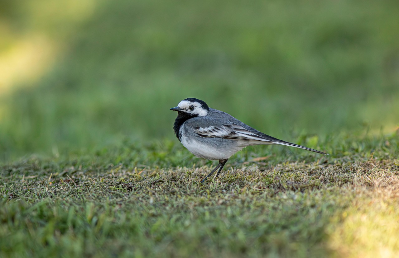 White Wagtail Motacilla Alba Birds - Free photo on Pixabay - Pixabay