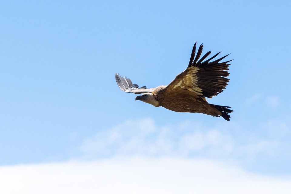 Vulture Bird Scavenger - Free photo on Pixabay