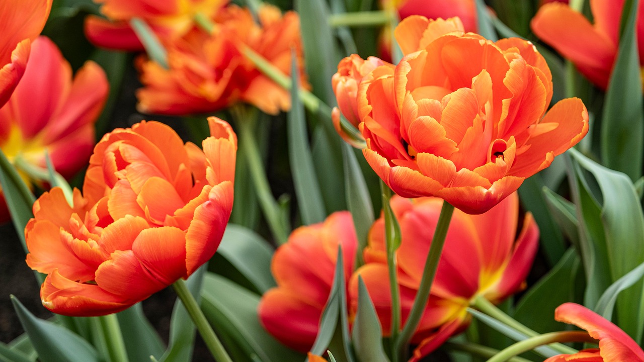 Download Flowers, Tulips, Orange. Royalty-Free Stock Illustration Image ...