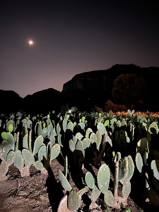 Nopalera Nuit Lune De Novembre - Photo gratuite sur Pixabay