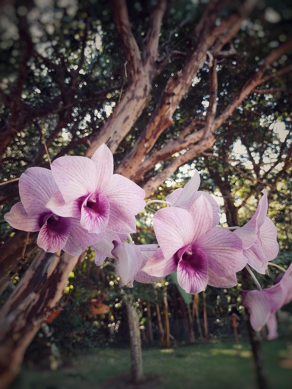 Orchidée Orchidées La Nature - Photo gratuite sur Pixabay