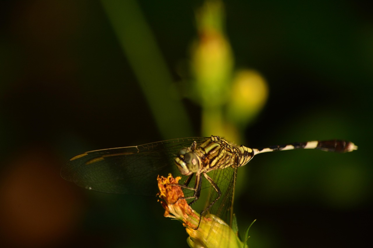 Dragonfly Insects Green - Free photo on Pixabay - Pixabay