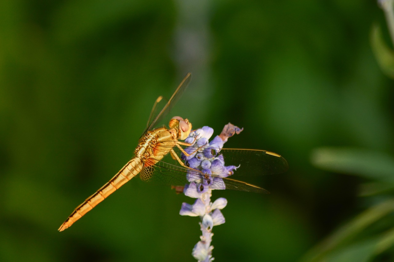 Dragonfly Insects Green - Free photo on Pixabay - Pixabay