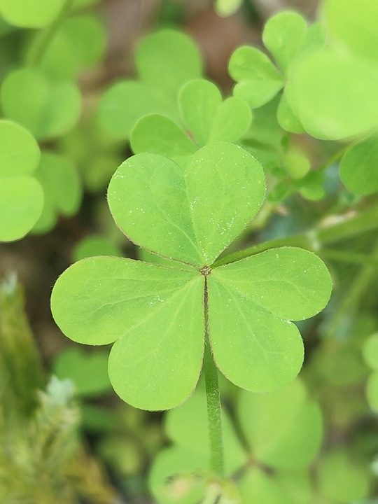 Nature Plant Clover - Free photo on Pixabay - Pixabay