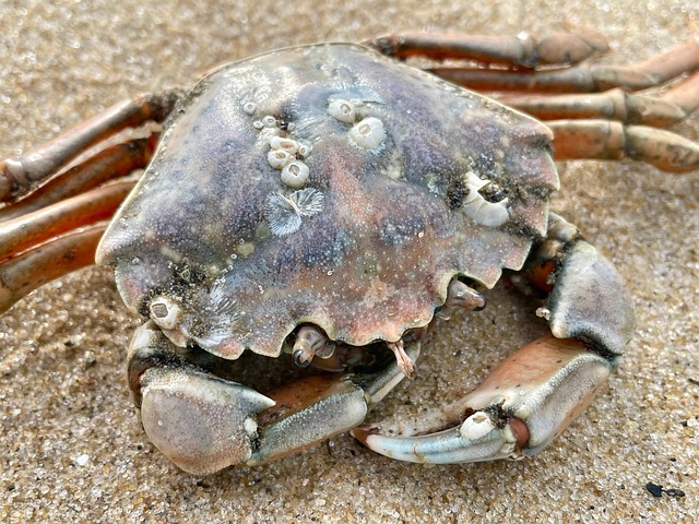 Plage Animal Crabe Les - Photo gratuite sur Pixabay - Pixabay