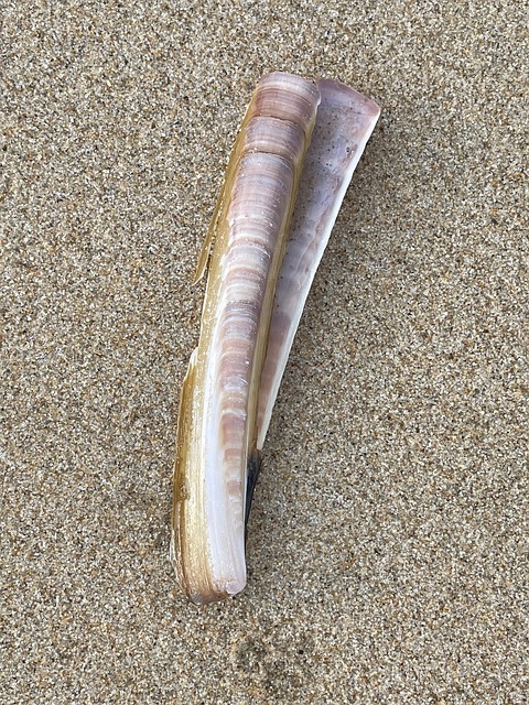 Barbed Clam Shell Beach - Free photo on Pixabay - Pixabay