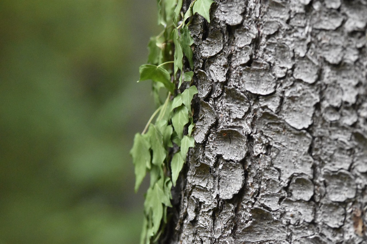 Bark Tree Spruce Red - Free photo on Pixabay - Pixabay