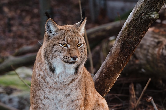 Lynx Animal Wildlife - Free photo on Pixabay - Pixabay