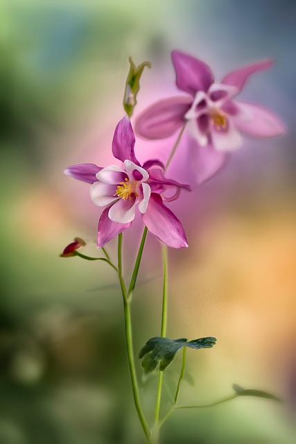 Fleurs Ancolie Macro - Photo gratuite sur Pixabay - Pixabay