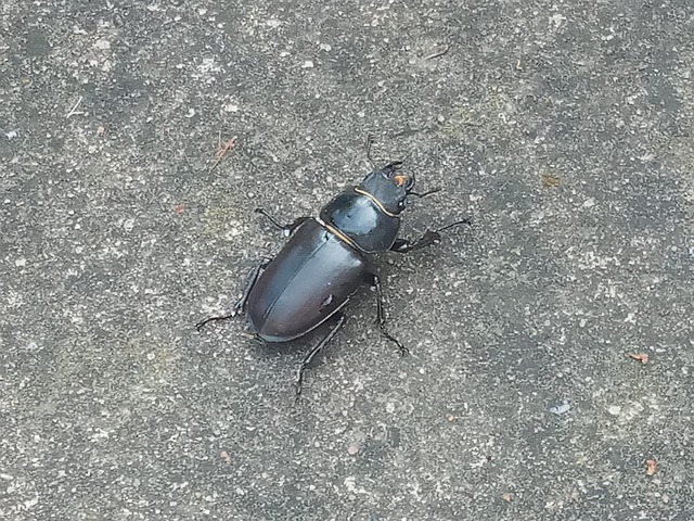 Stag Beetle Female - Free photo on Pixabay - Pixabay