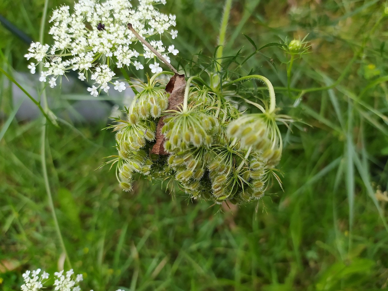 Wild Carrot Daucus Carota Old - Free photo on Pixabay