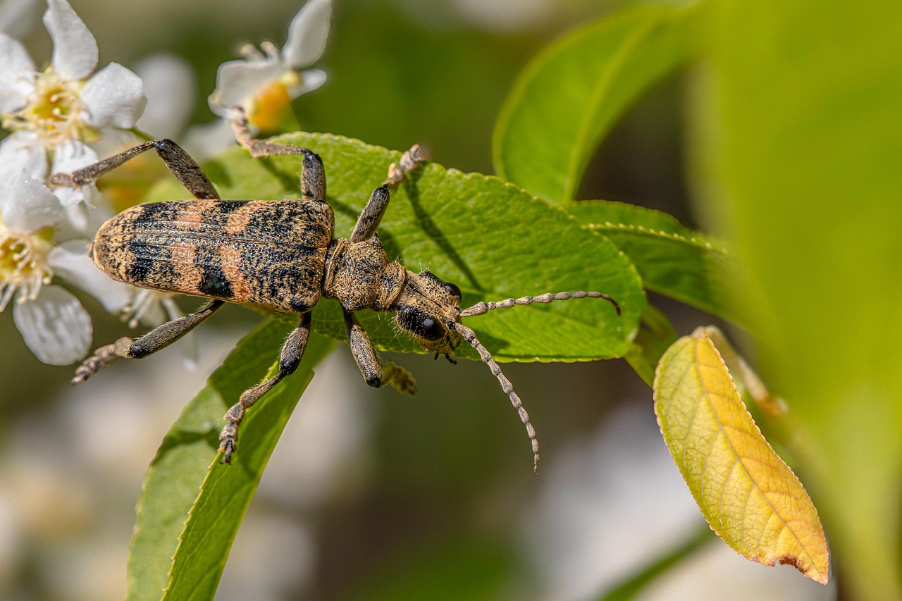 Black-Spotted Longhorn Beetle - Free photo on Pixabay - Pixabay