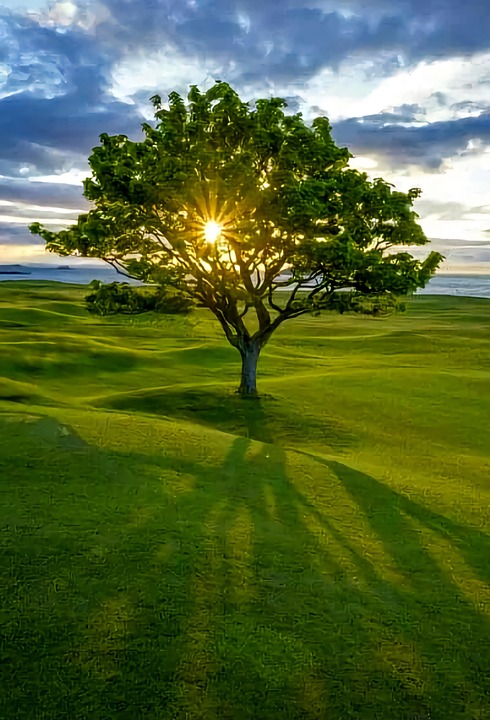 Sunrise Sun Tree - Free photo on Pixabay - Pixabay