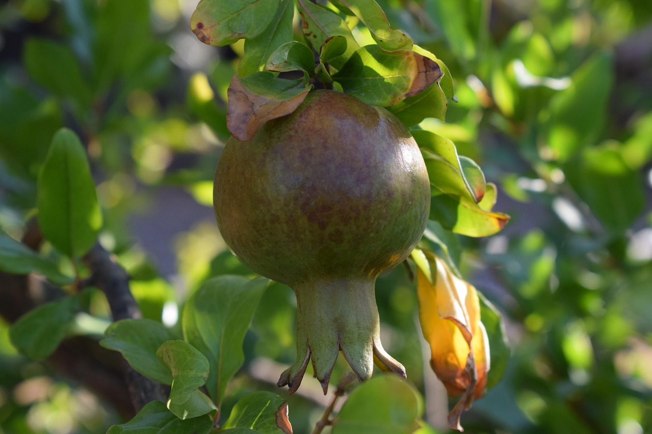 Granada Verano Fruta - Foto gratis en Pixabay - Pixabay