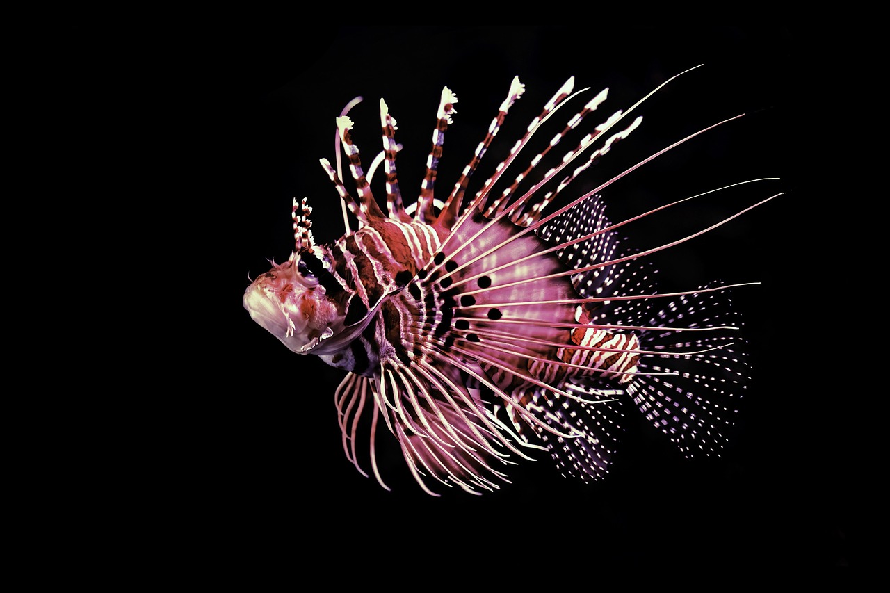 Fish Lionfish Scorpionfish - Free photo on Pixabay