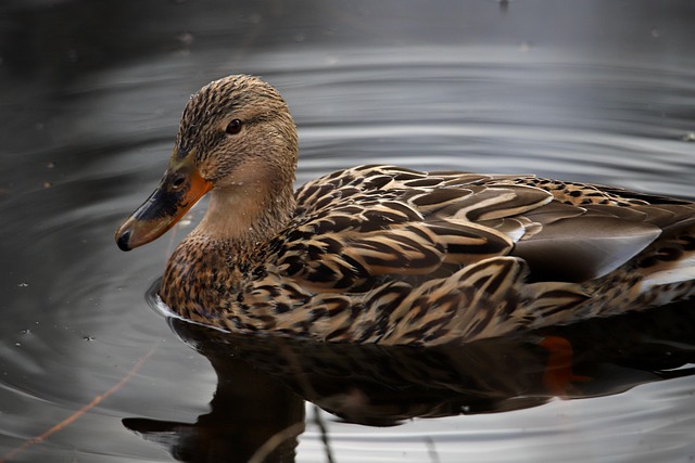 Mallard Water Bird Duck - Free photo on Pixabay - Pixabay