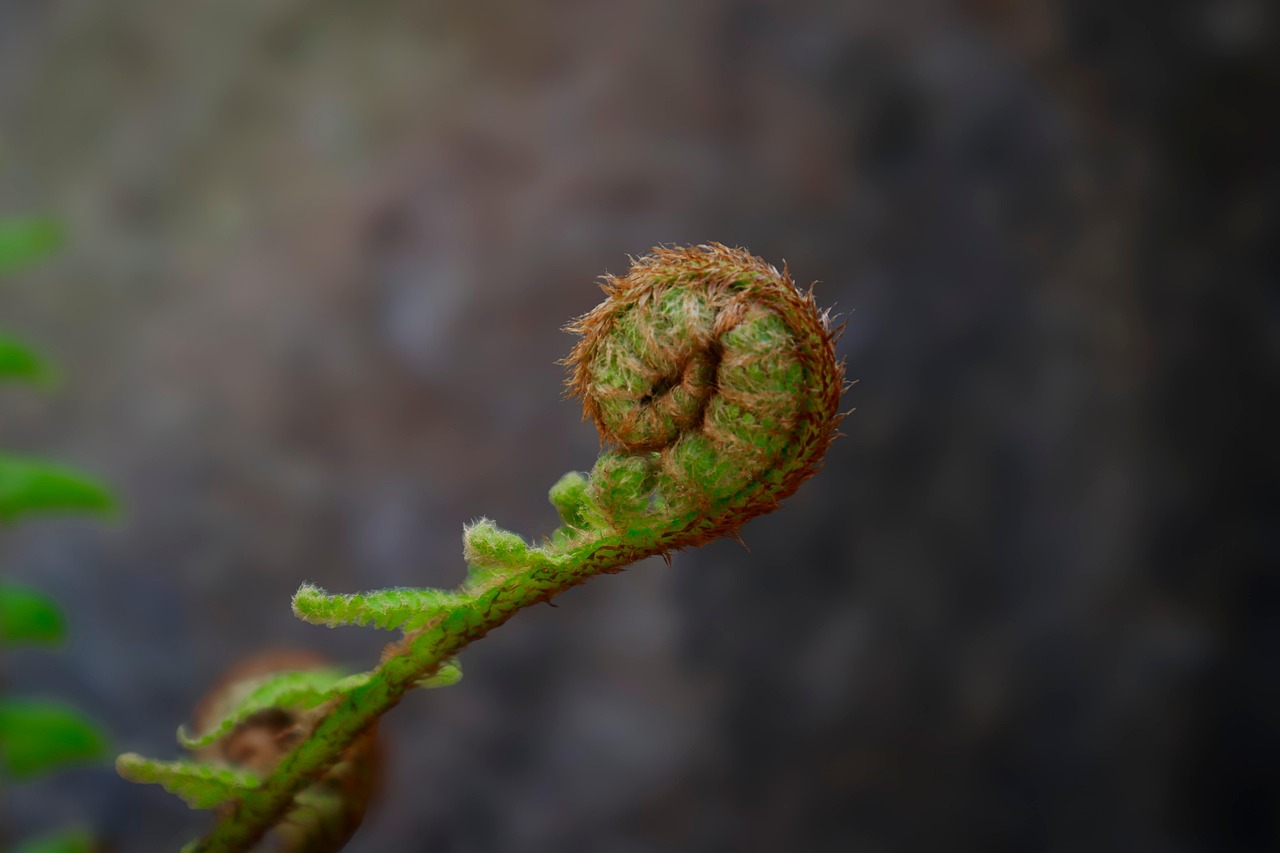 European Fern Forest Rolled - Free photo on Pixabay - Pixabay