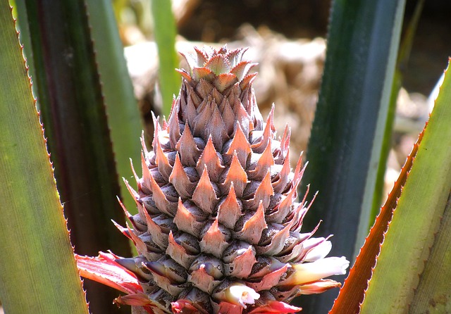 Ananas Encore Vert Fruit En - Photo gratuite sur Pixabay - Pixabay