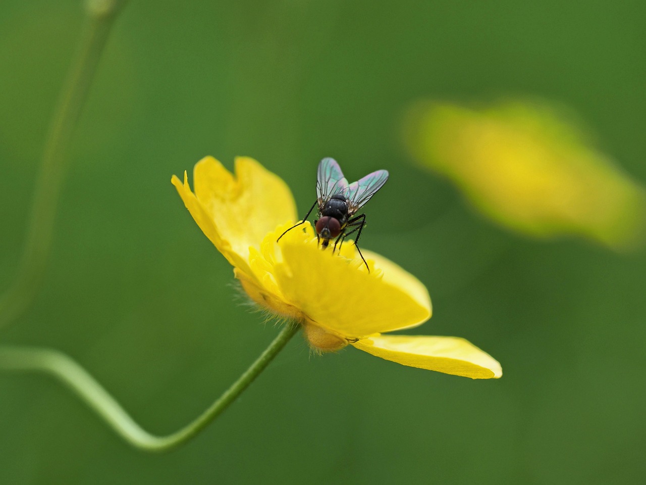 Inseto Voe Entomologia - Foto gratuita no Pixabay - Pixabay