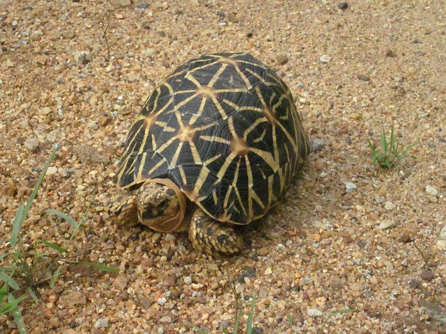 Star Tortoise Turtle - Free photo on Pixabay - Pixabay