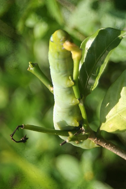 Worm Green Nature - Free photo on Pixabay - Pixabay