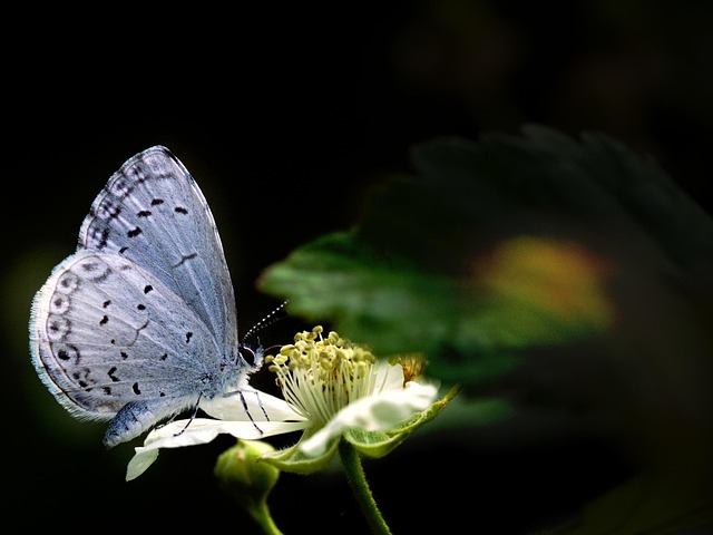 Blue Butterfly Insect Wings - Free photo on Pixabay - Pixabay