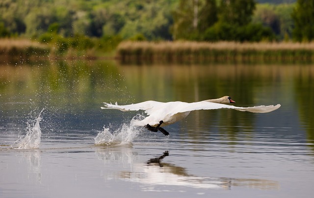 Schwan Vogel Tier - Kostenloses Foto auf Pixabay