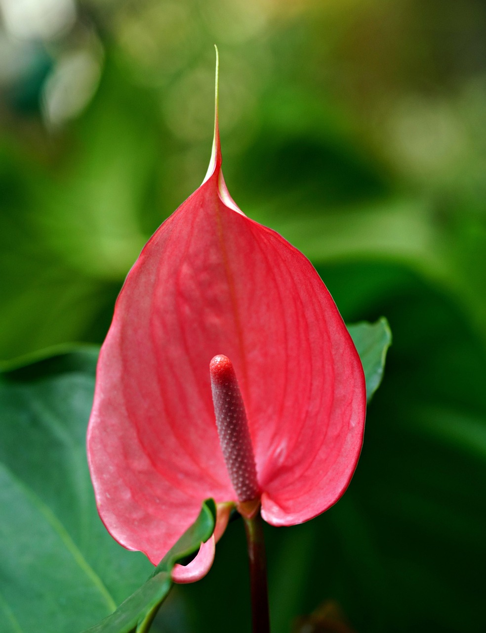 Flower Flora Plant - Free photo on Pixabay - Pixabay