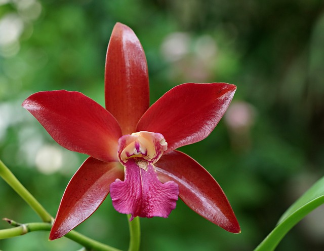Mais de 3 imagens grátis de Cataleya Vermelha e Fundo Flor - Pixabay