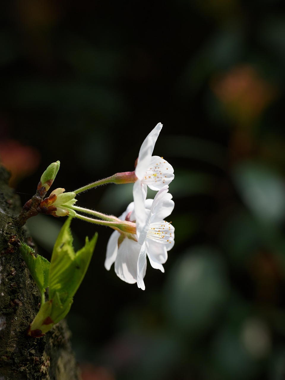 Bunga Putih Musim Semi - Foto gratis di Pixabay - Pixabay