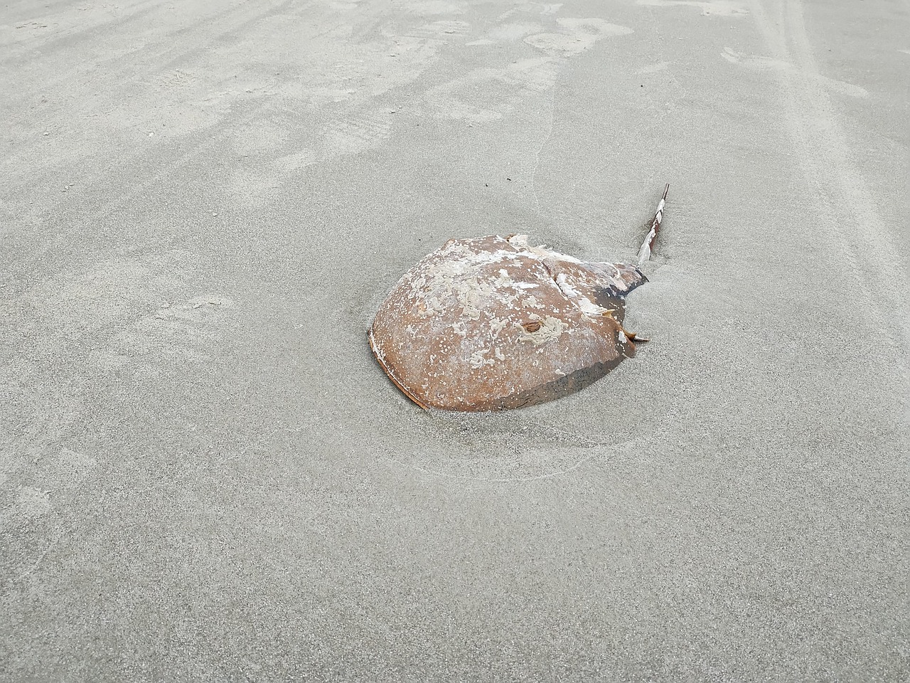 Horseshoe Krabba Sea Life - Gratis foto på Pixabay