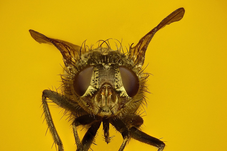 Mucha Nature Insecte - Photo gratuite sur Pixabay