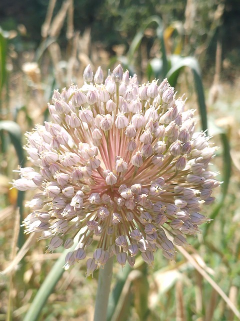 Fleur D'Oignon Tête De Graines - Photo gratuite sur Pixabay