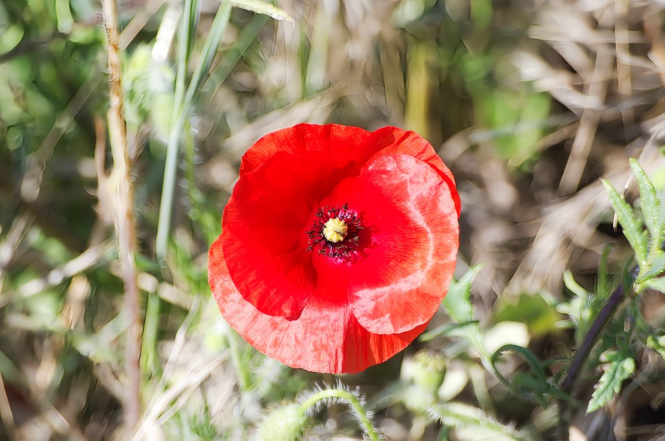 Poppy Alam Bunga Musim - Foto gratis di Pixabay