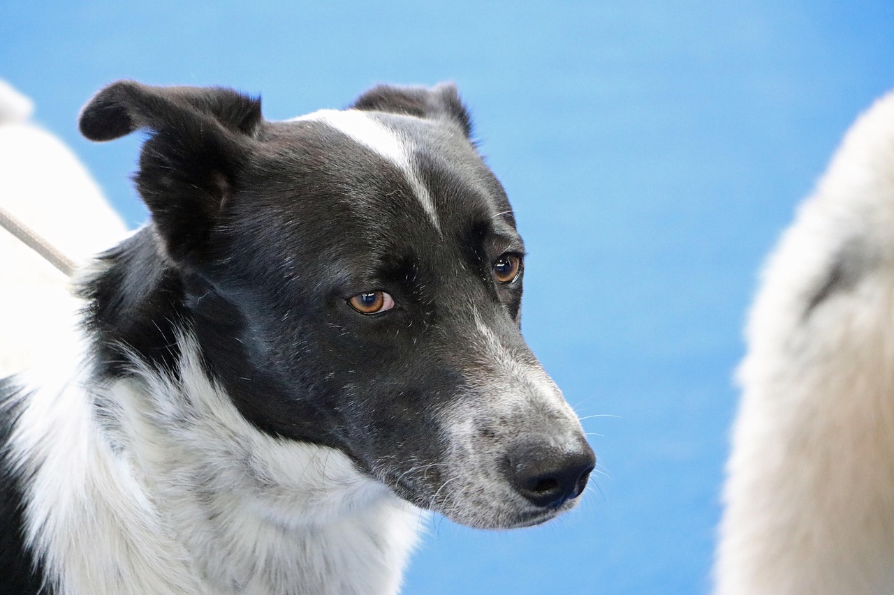 Canaan Dog Animal - Free photo on Pixabay - Pixabay