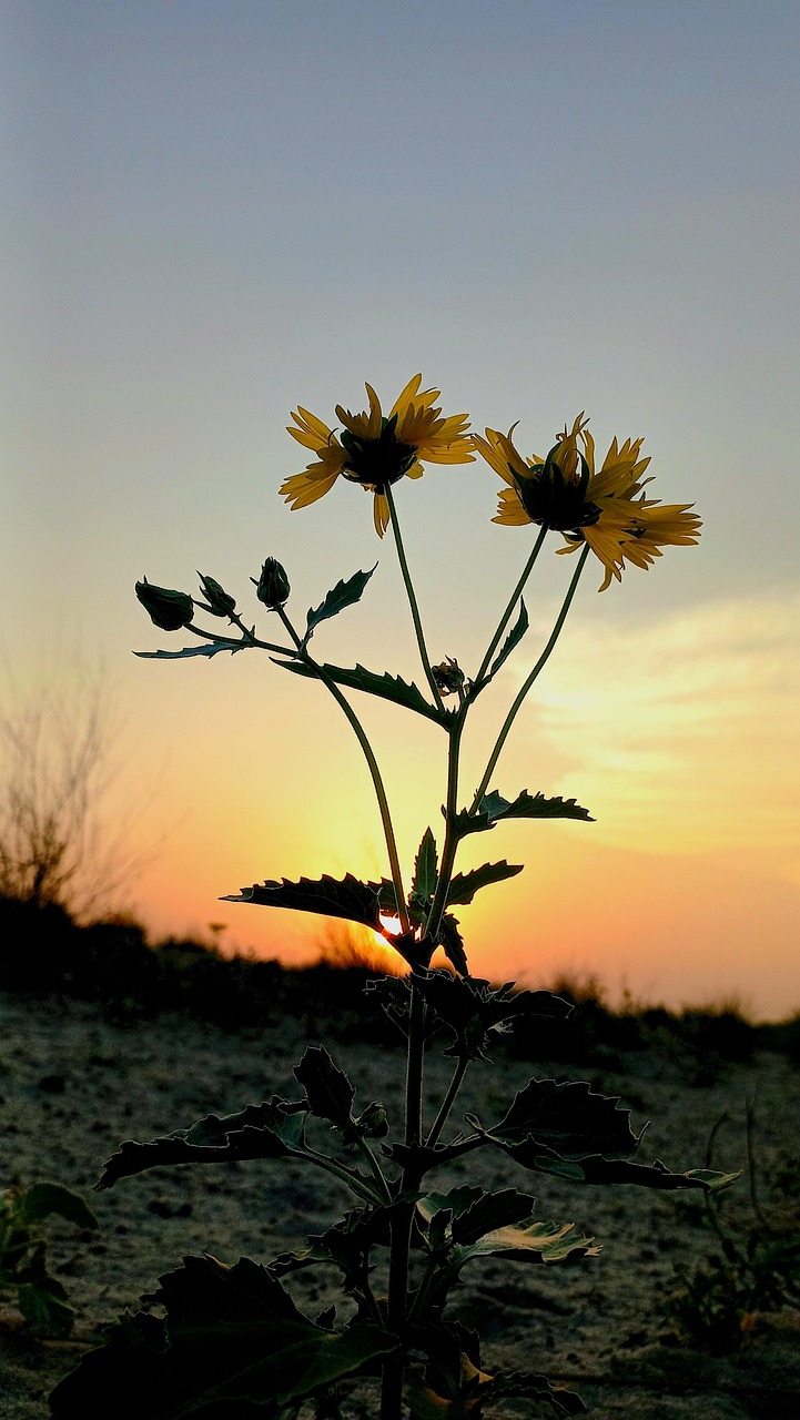 Yellow Flower Sunset - Free photo on Pixabay