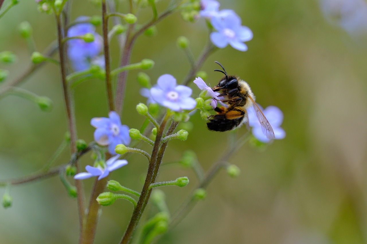 Abeille Insecte Ailes - Photo gratuite sur Pixabay - Pixabay