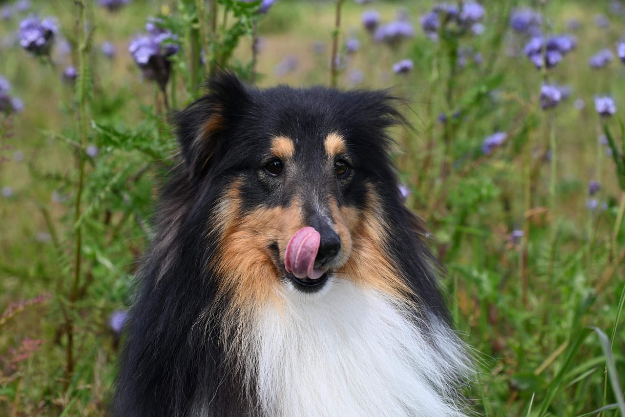 Ravenclaw Shetland Sheepdog Dog - Free photo on Pixabay - Pixabay