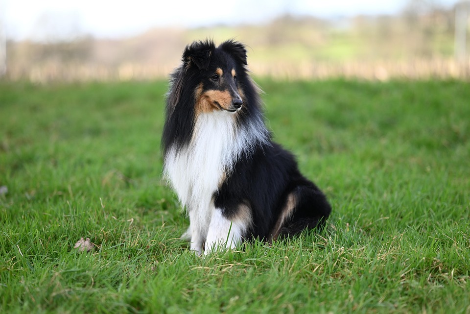 Shetland Sheepdog Sheltie Perro - Foto gratis en Pixabay - Pixabay