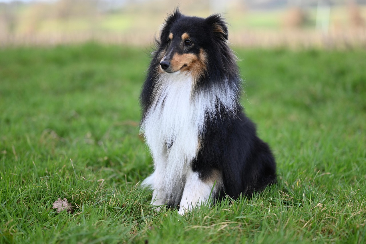 Shetland Sheepdog Sheltie Perro - Foto gratis en Pixabay - Pixabay