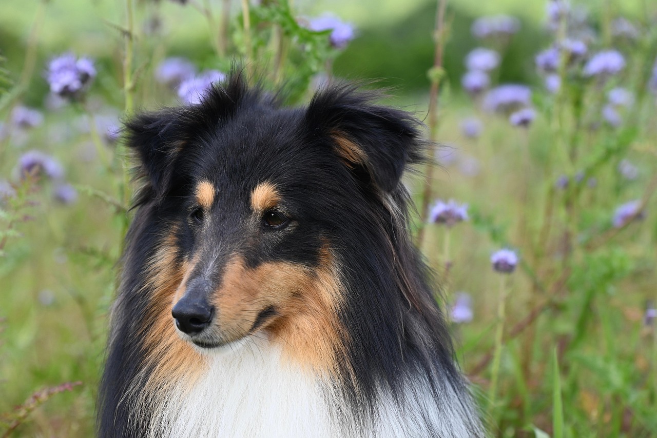 Ravenclaw Shetland Sheepdog Animal - Foto gratuita no Pixabay - Pixabay