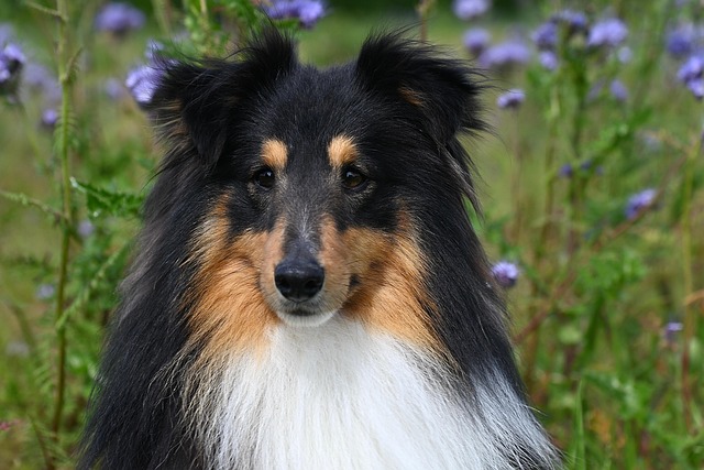 Shetland Sheepdog Sheltie Dog - Free photo on Pixabay - Pixabay
