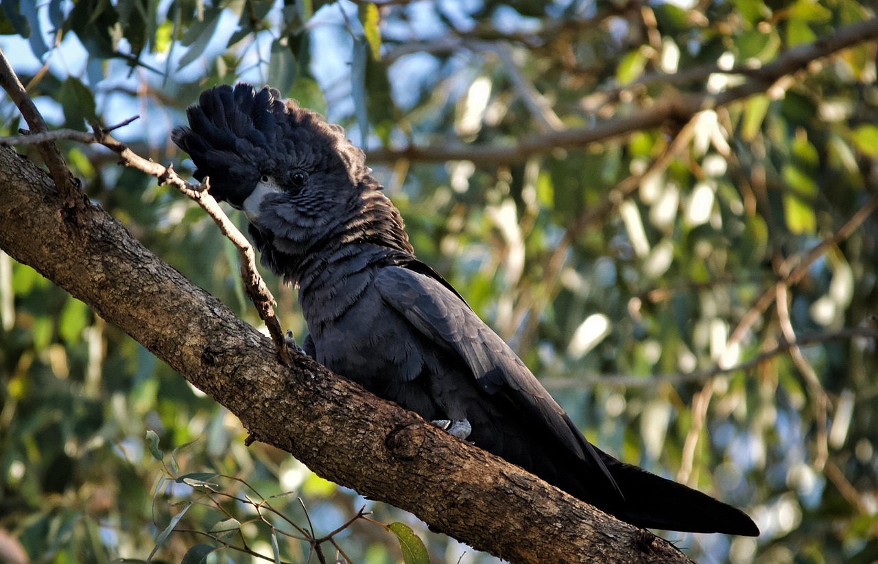 Black Cockatoo Bird - Free photo on Pixabay - Pixabay