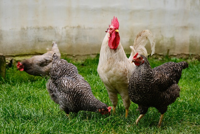 Plus de 4 000 photos gratuites de Poules et de Nature - Pixabay