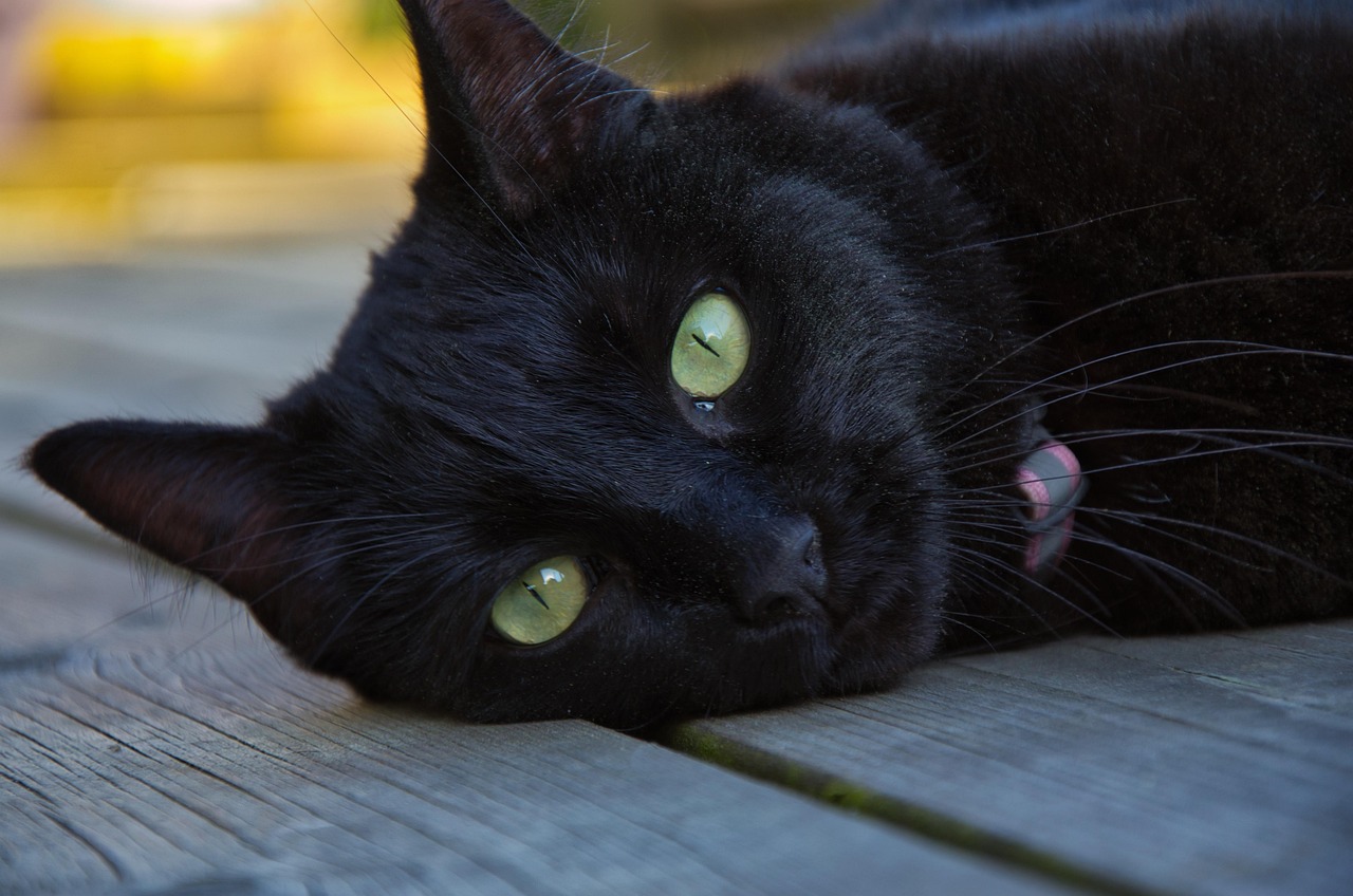 Cat Animal Félin De - Photo gratuite sur Pixabay - Pixabay