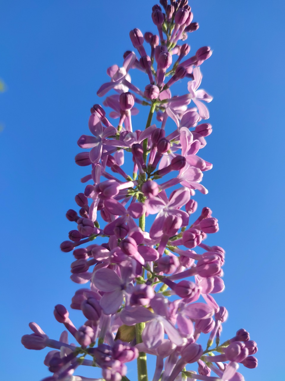 Lilas Le Nom Est La Nature - Photo gratuite sur Pixabay