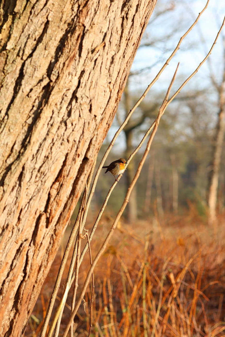 Robin Burung Pohon - Foto gratis di Pixabay - Pixabay
