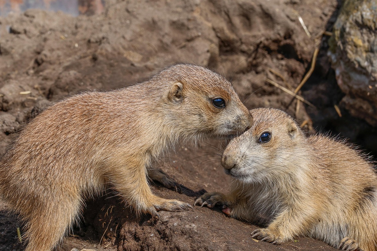 Prairie Dog Animal Mammal - Free photo on Pixabay