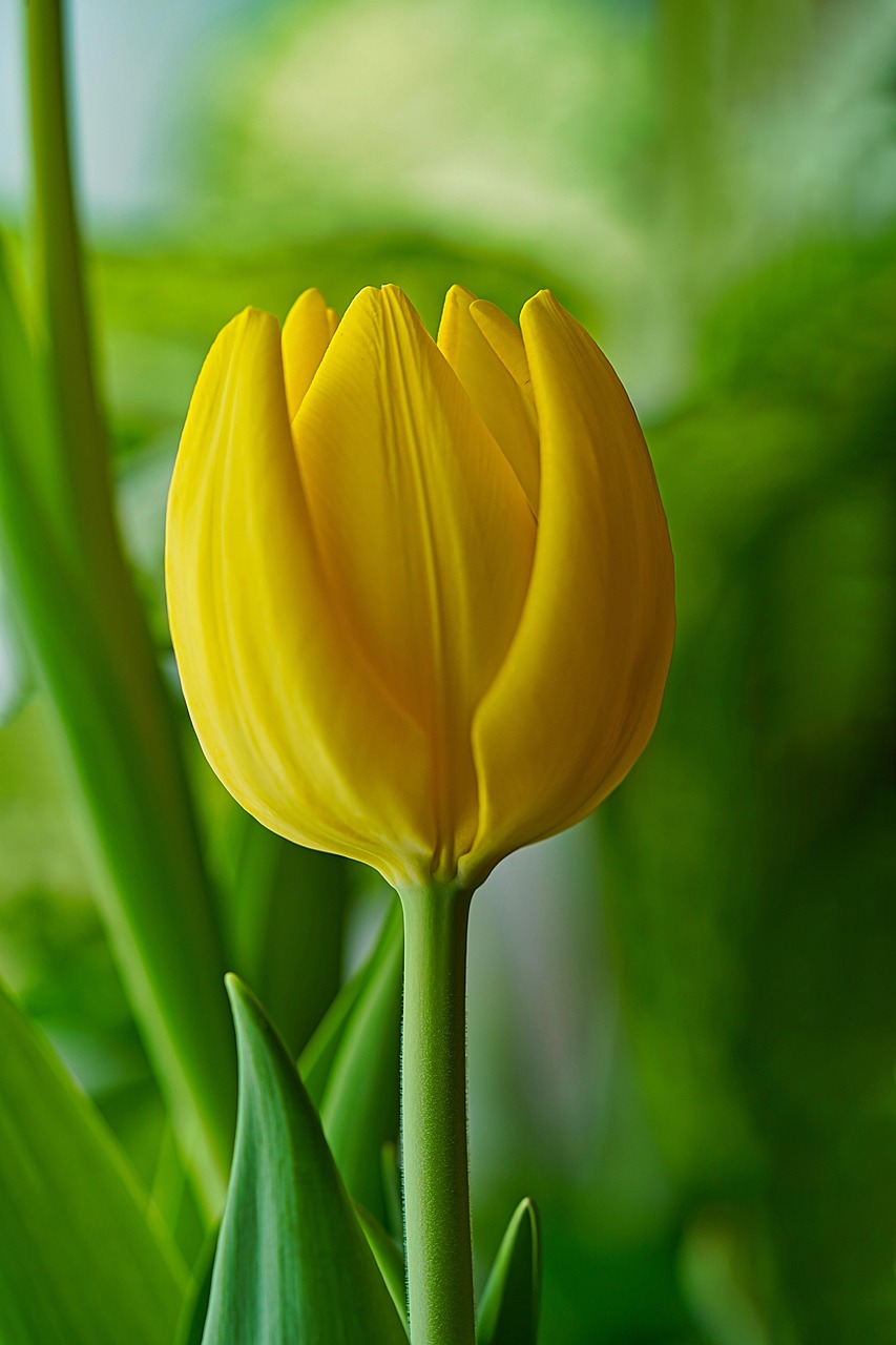 Flower Tulip Petals - Free photo on Pixabay - Pixabay