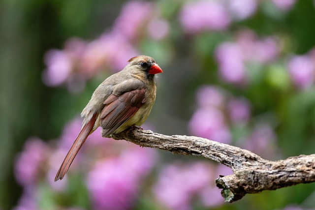800+ Free Cardinal & Nature Images - Pixabay